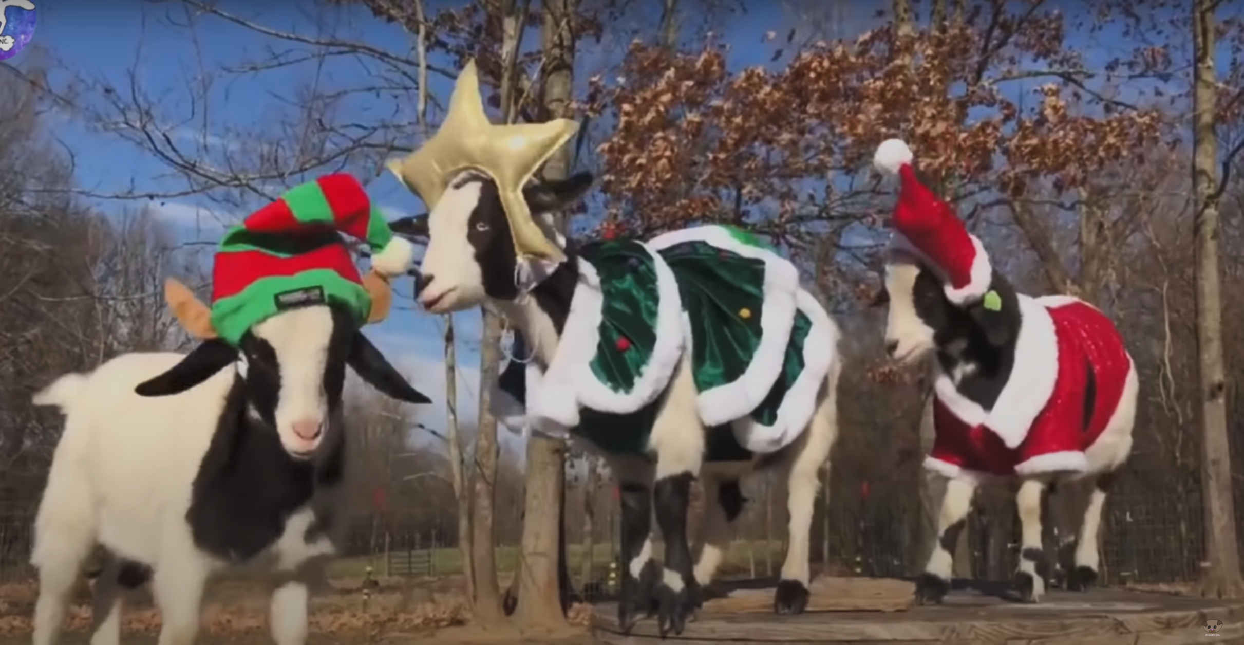 Christmas Goats :) | Scrolller