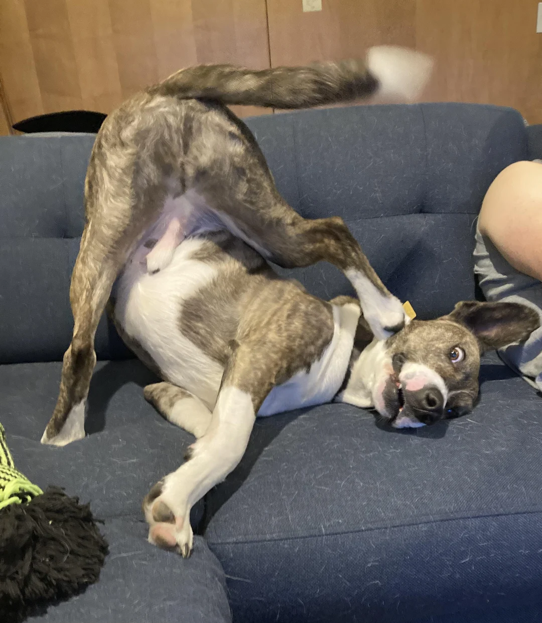 Derp mode activated | Scrolller