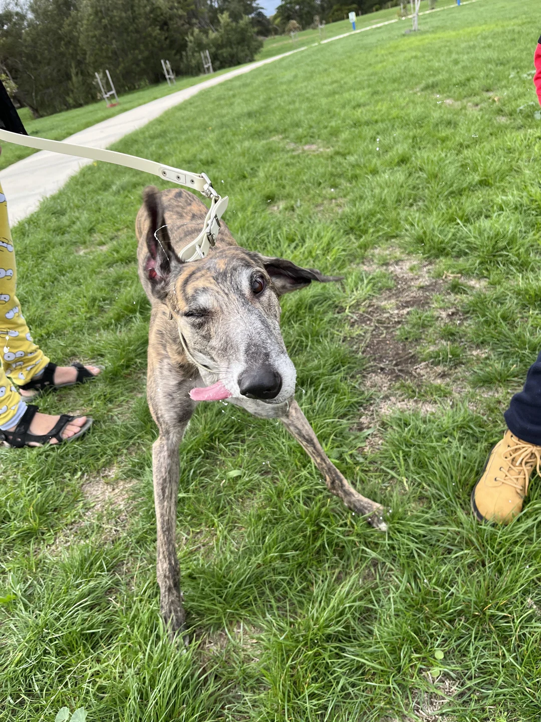 Goofy Gal | Scrolller