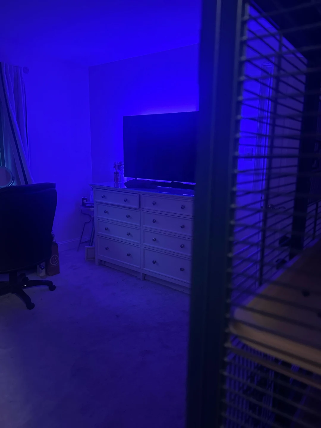 Led lights with chinchilla | Scrolller