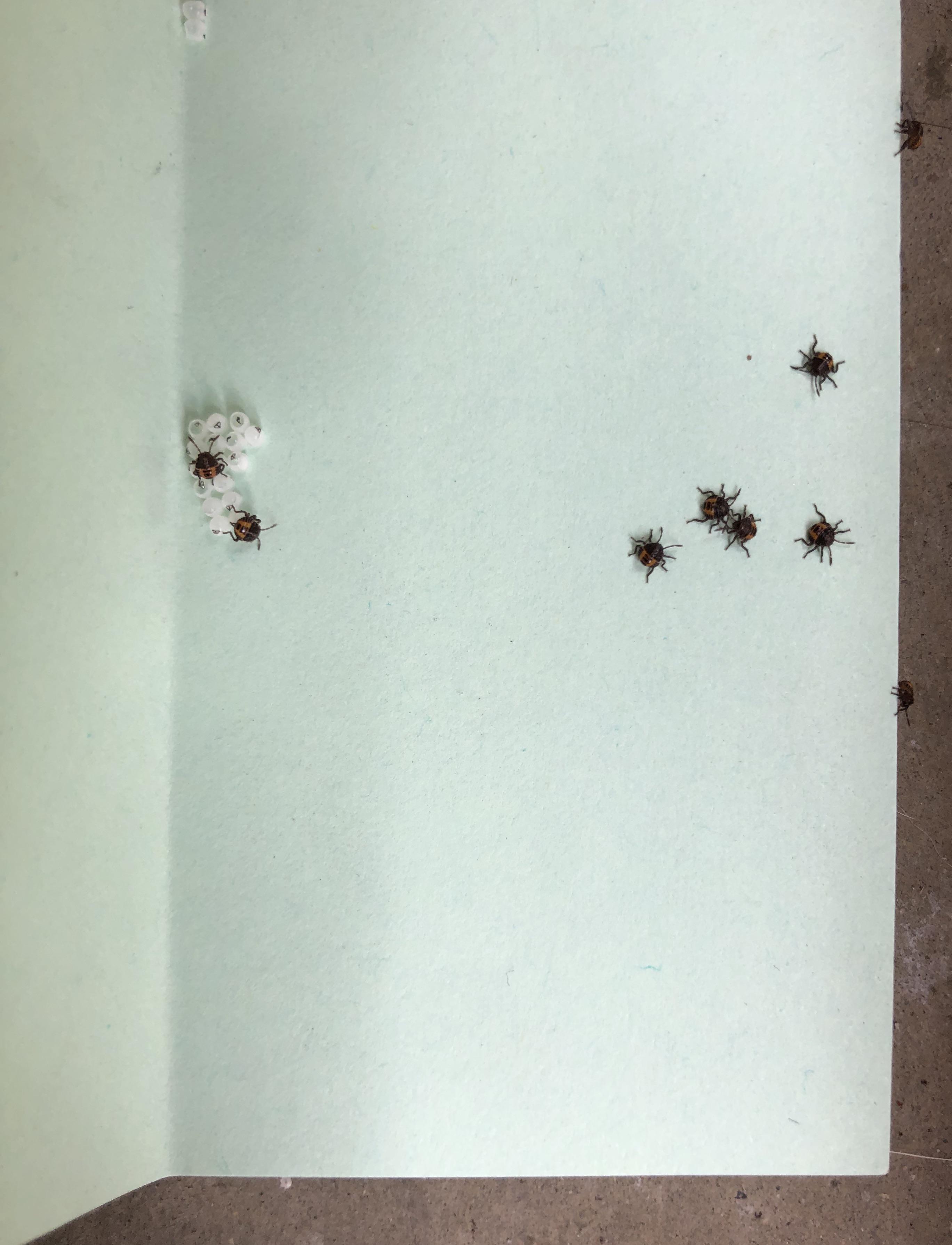 What are these baby bugs? | Scrolller