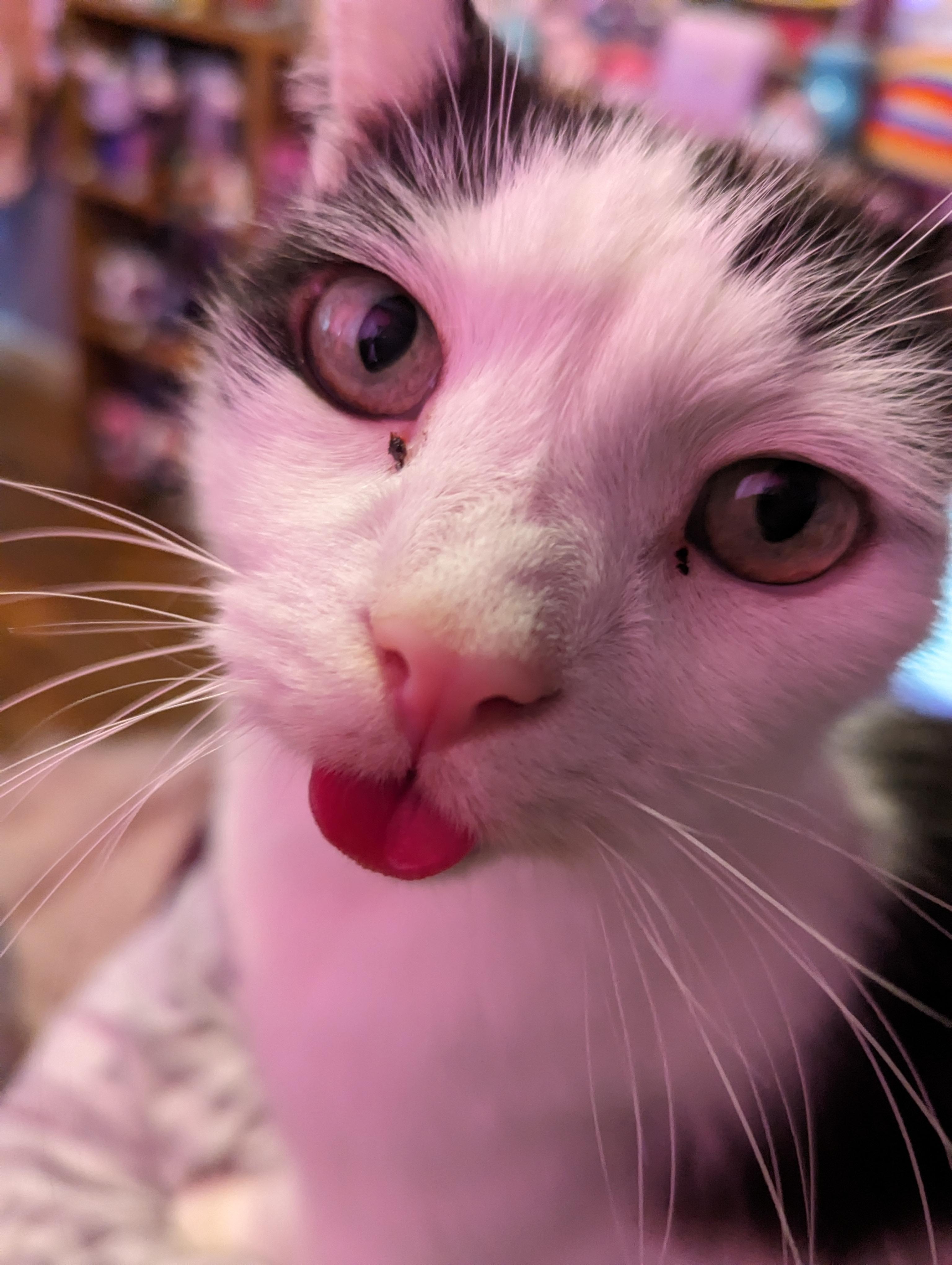 Oscar woke me up with a blep! | Scrolller