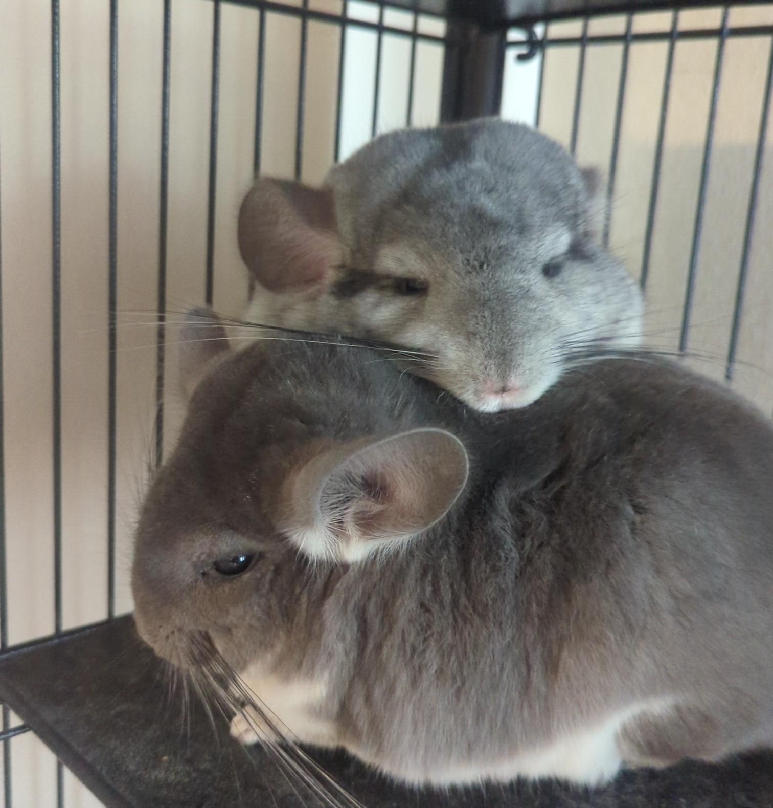 nap stack | Scrolller