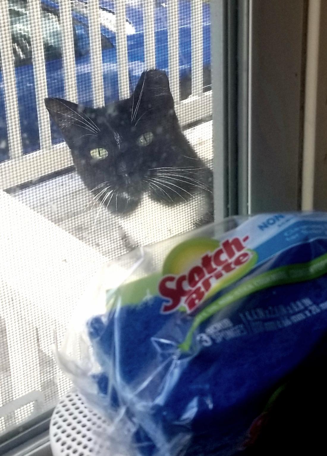 From stray peeping Tom to stray shoulder cat to indoor cable thief. Meet DoubleO | Scrolller