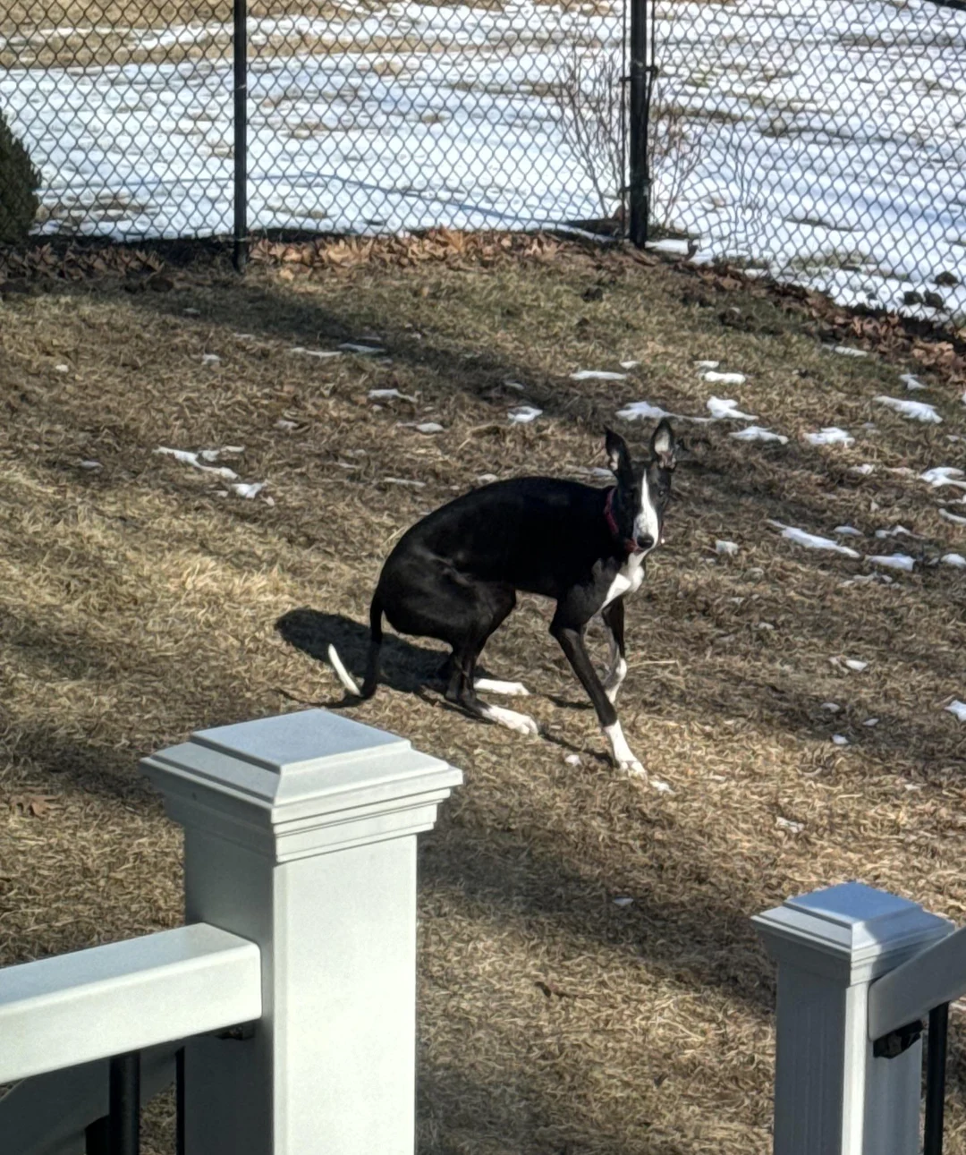 Dog? Greyhound? Kangaroo? Dogaroo? It’s Jill the rescue greyhound! :):) | Scrolller