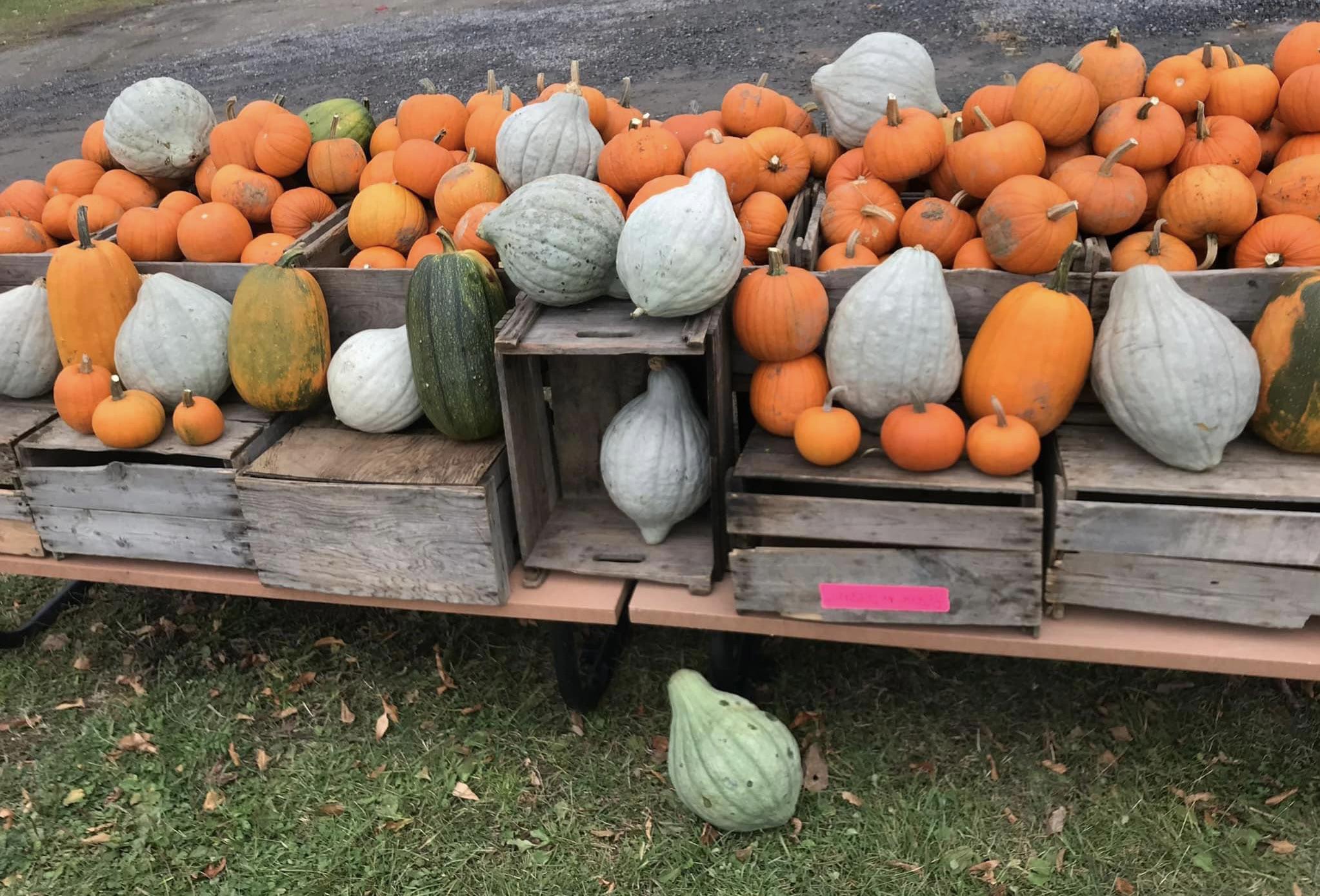 Discover more like Halloween: Long live the pumpkins!!! and Related Content | Scrolller