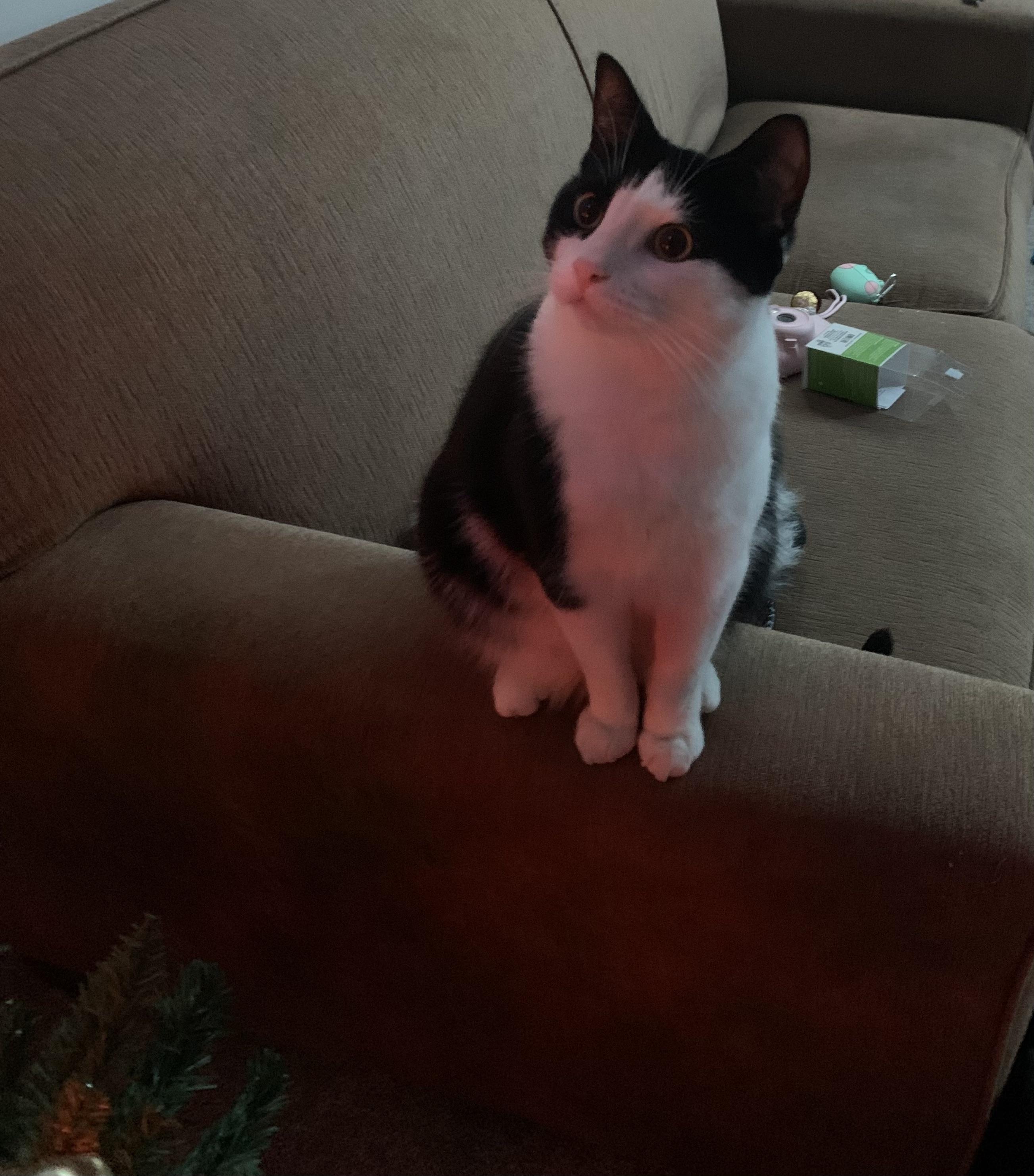 Bojji’s first time ever seeing Christmas lights | Scrolller