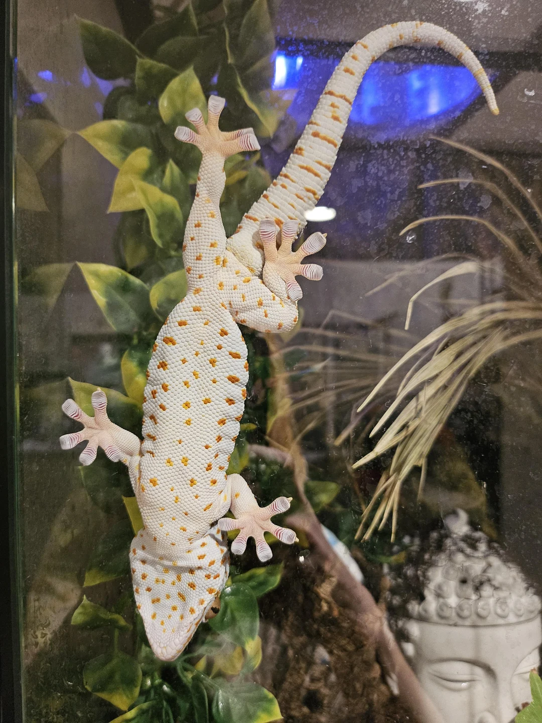 My male Tokay Gecko | Scrolller
