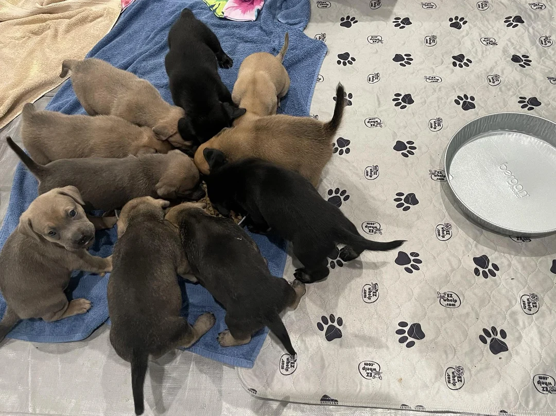 Foster puppies eat together as a pack | Scrolller