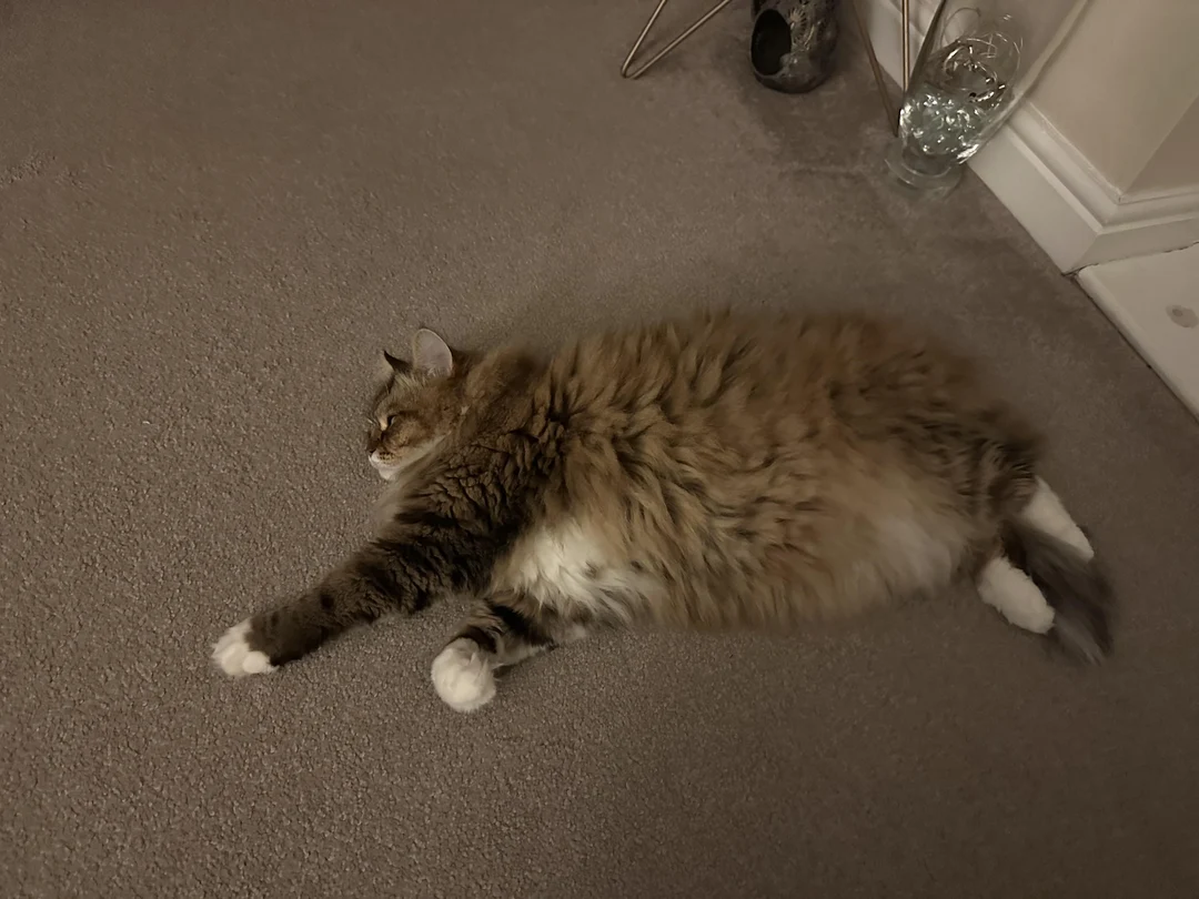 Floof in full effect | Scrolller