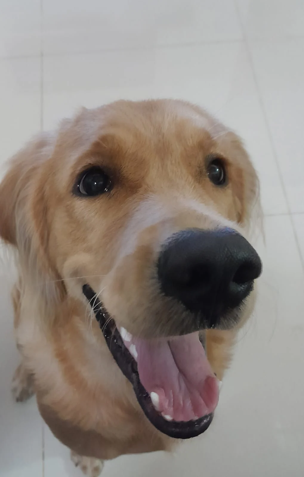 Say hi to my dog, Timmy | Scrolller