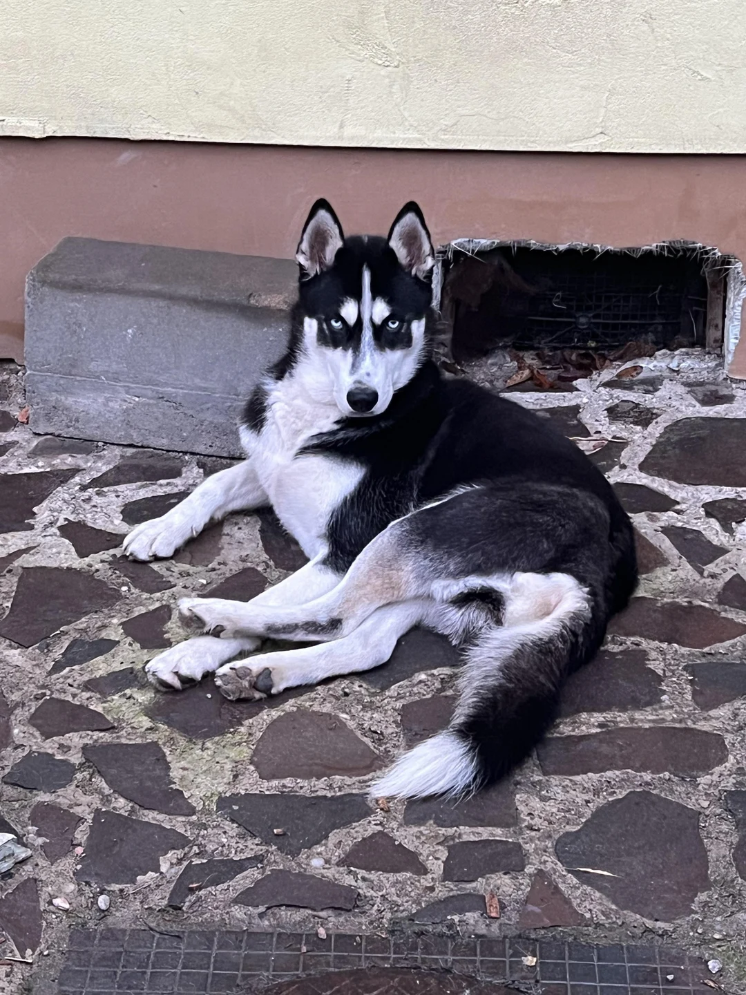 Here is my little pupper , almost 1 year old now | Scrolller