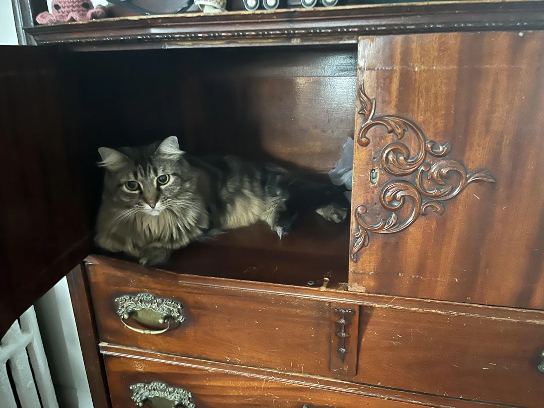 Fancy cat trap | Scrolller