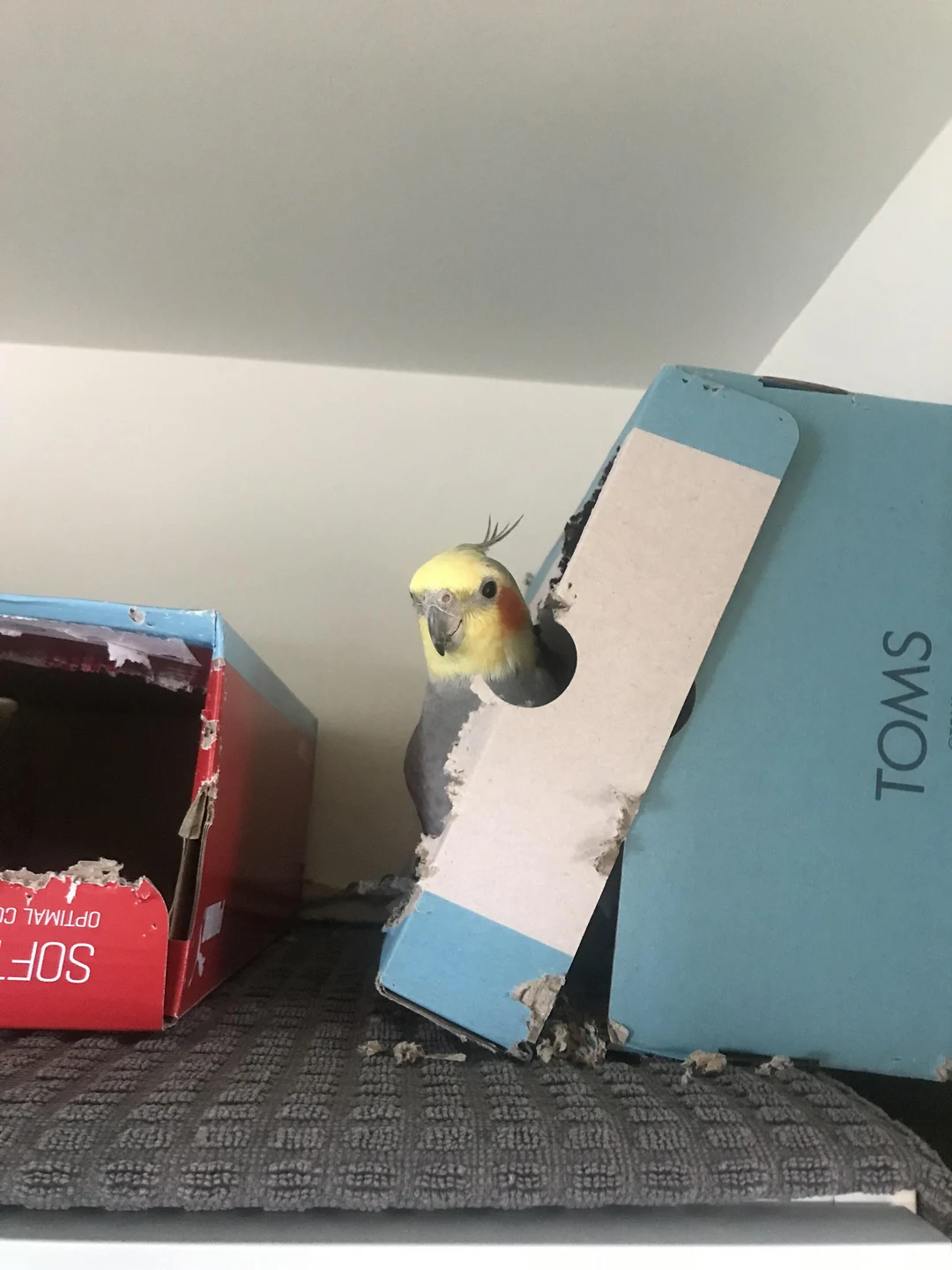 Hello neighbor! | Scrolller