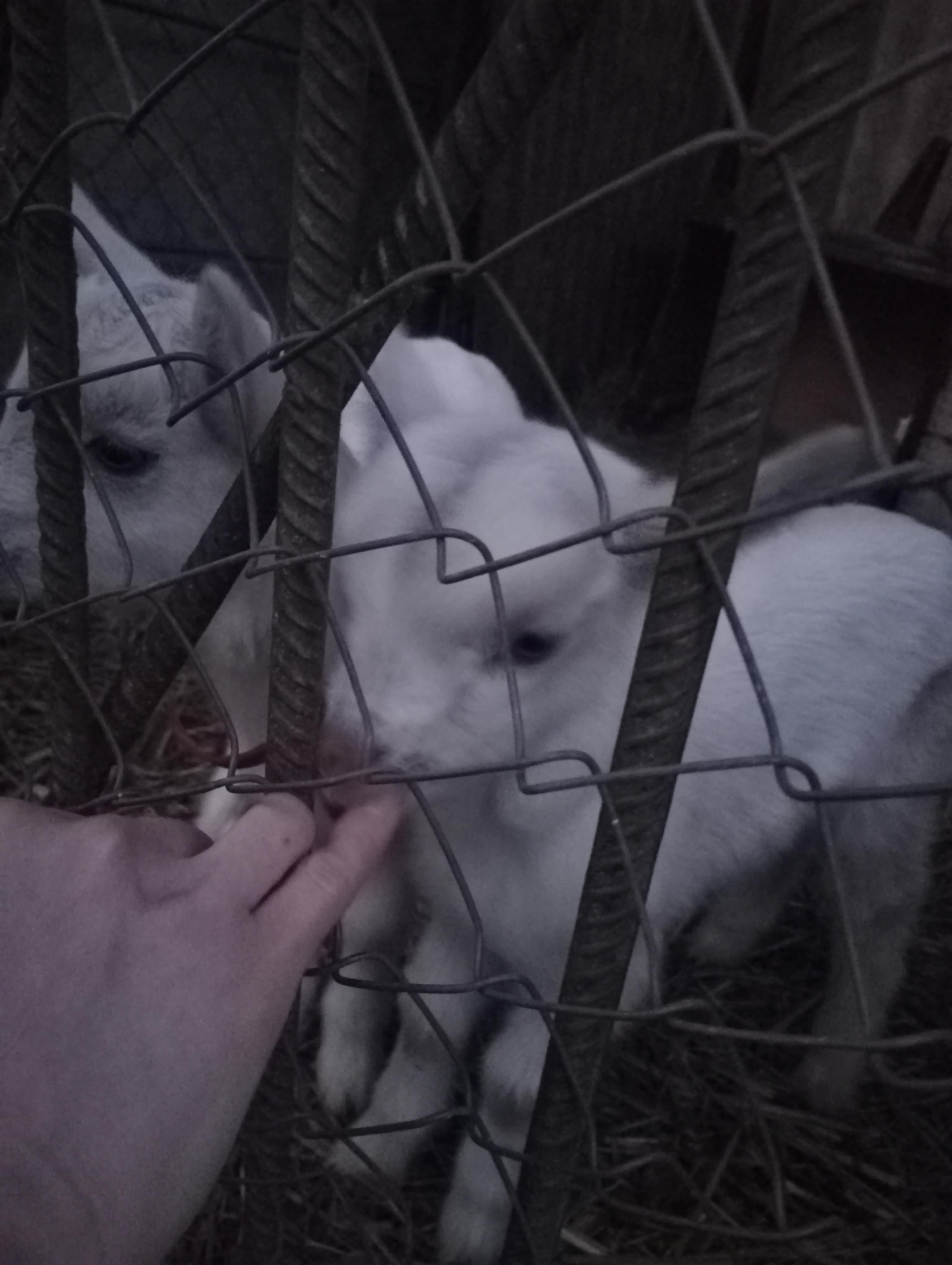 Instead of fapping I bought myself these two little goats | Scrolller