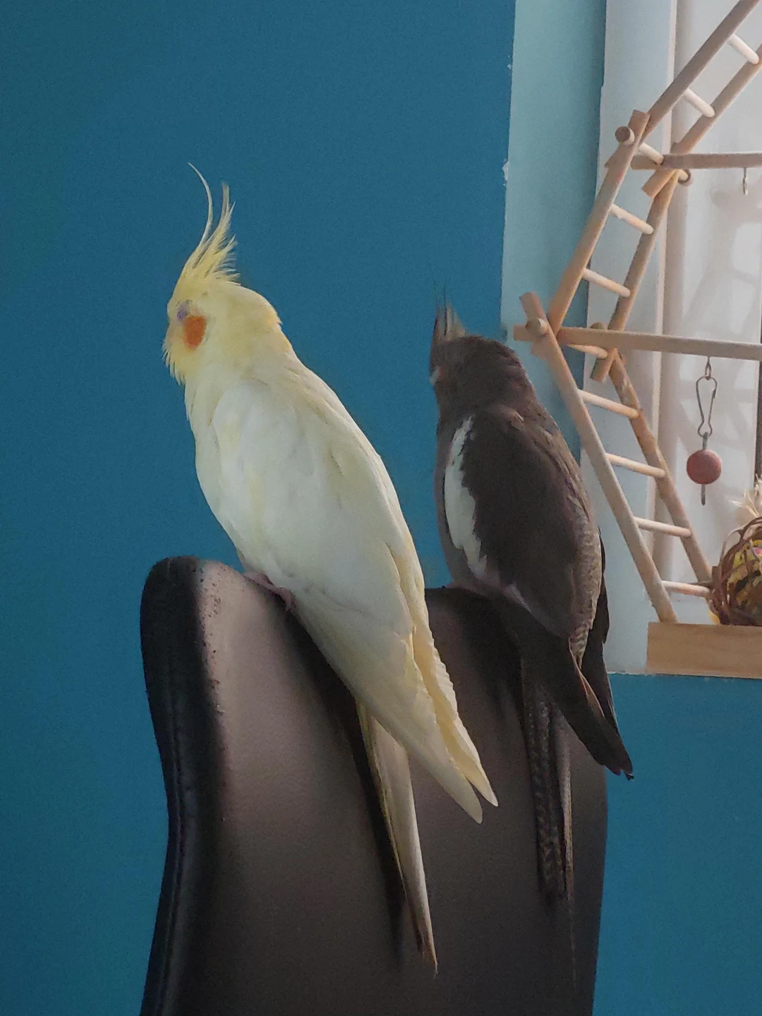 Afternoon siesta after a morning full of screaming | Scrolller