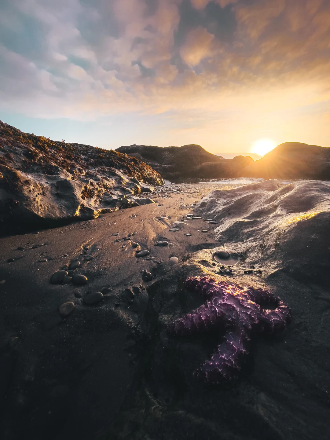 Sunset Sea Star on Washington State’s Pacific Coast [3024x4032][OC] | Scrolller