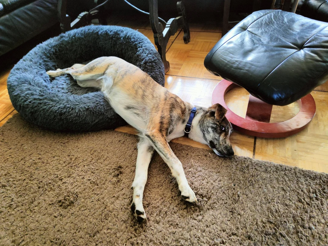 The bed really is more of a suggestion than anything else... | Scrolller