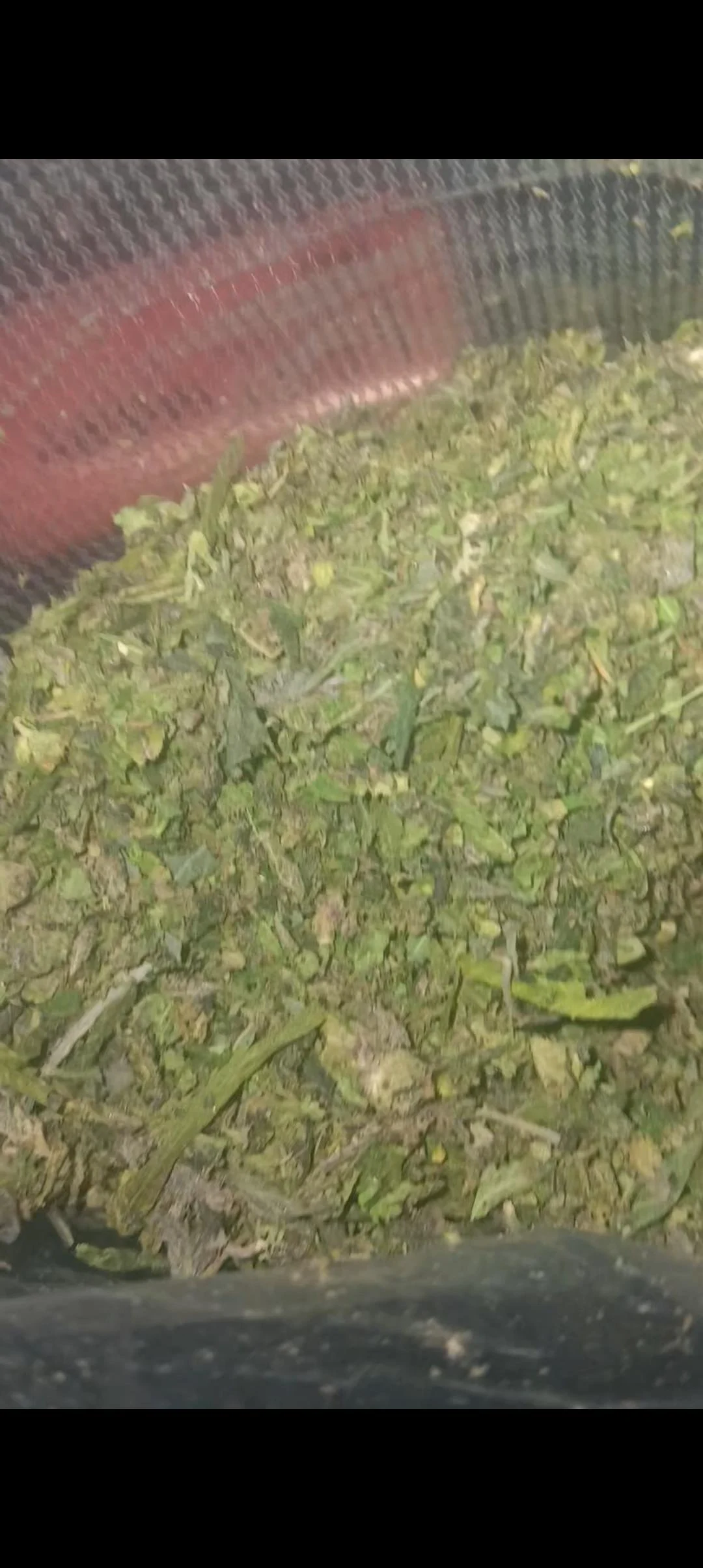 2 zips of mixed exotic cali shake | Scrolller