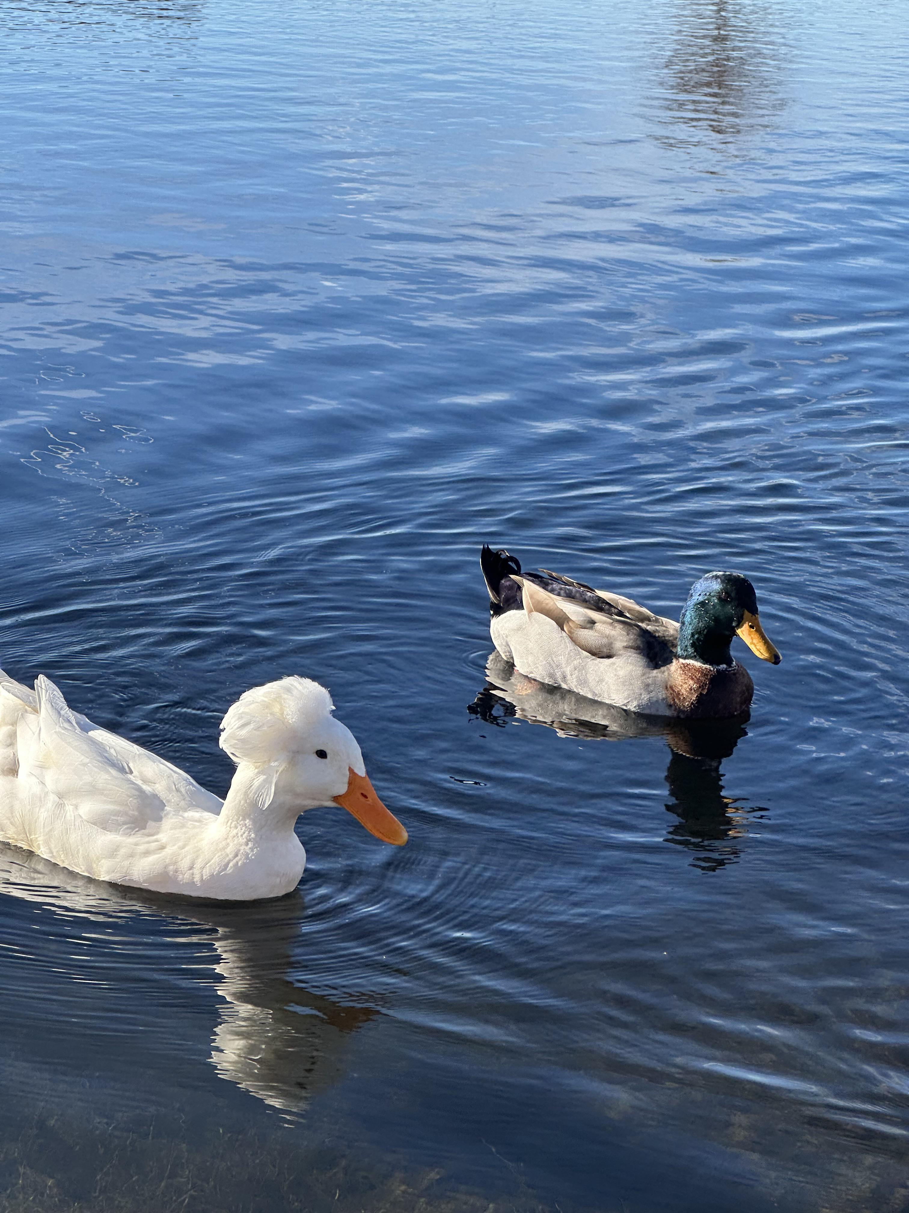 Two cute ducks in a pond. So peaceful. | Scrolller