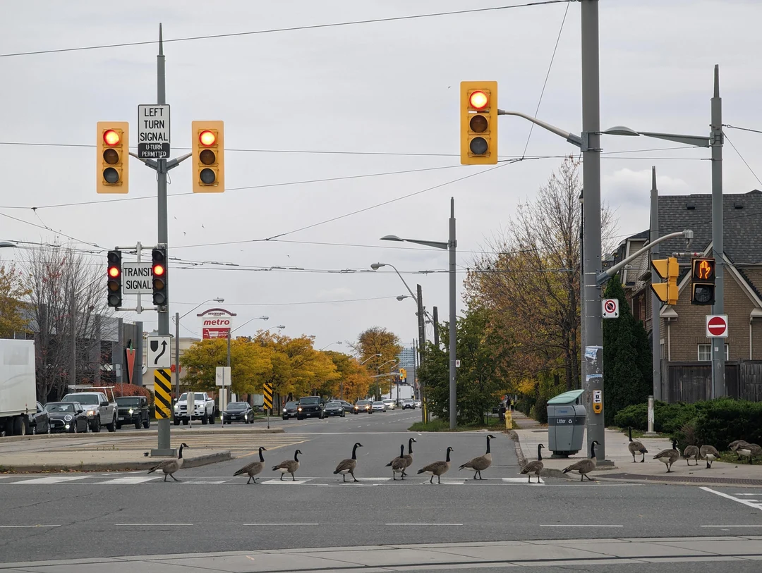 They're so polite they even used the crosswalk AT THE RIGHT TIME | Scrolller