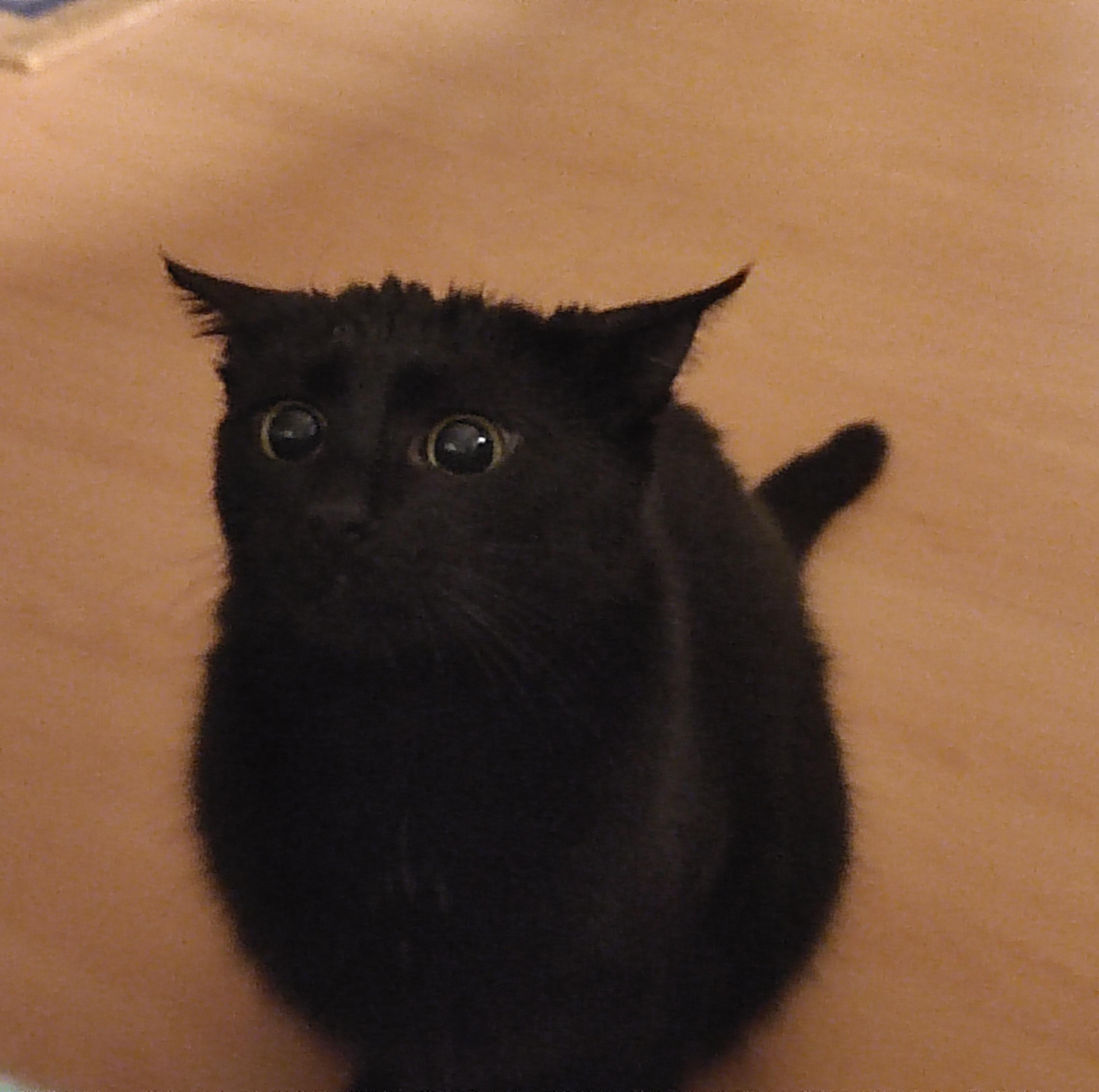 Ironically, cats are the most adorable creatures in their hunting mode [oc] | Scrolller