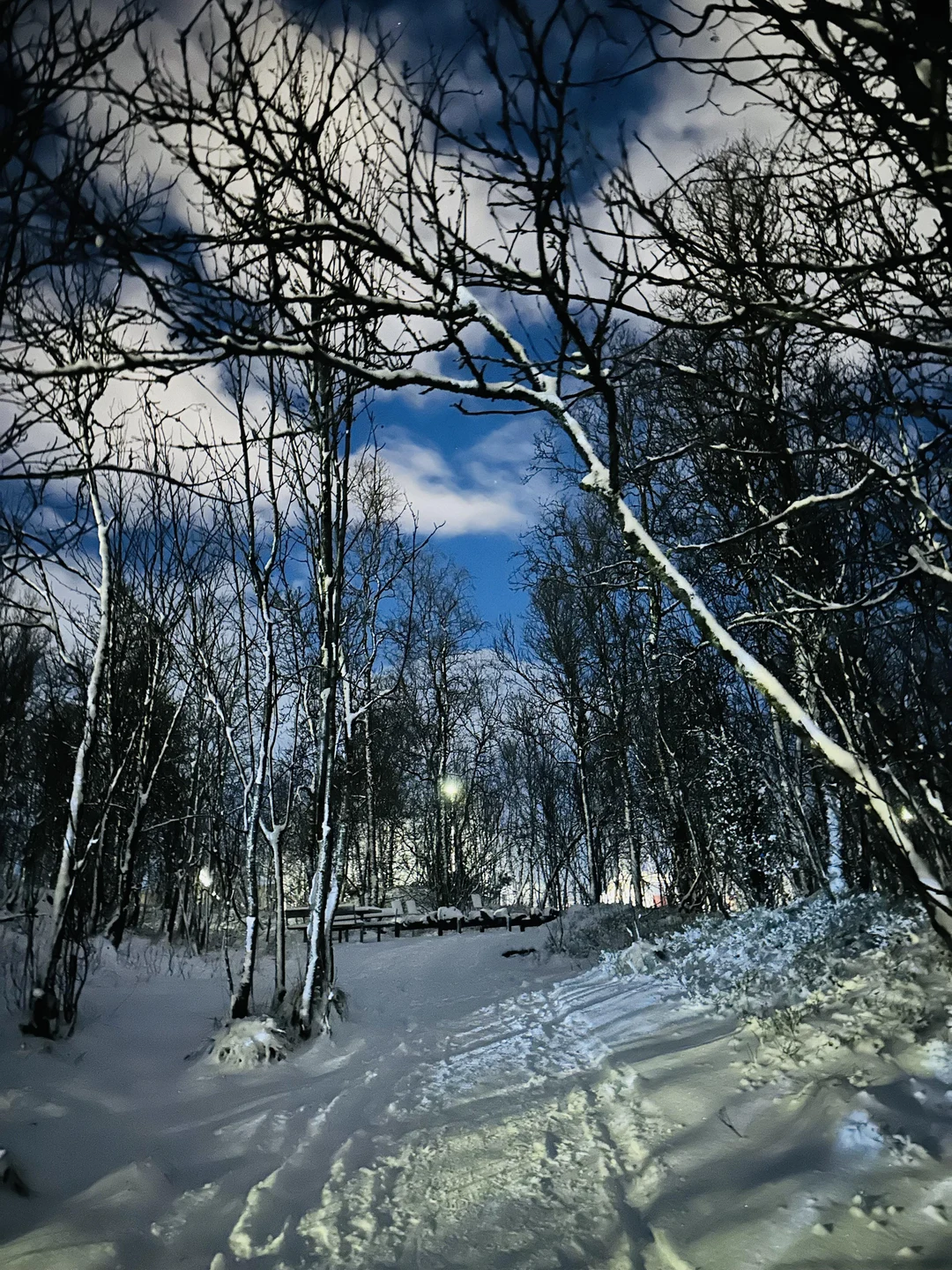 I love night walks in the snowy forest. The snow makes it so bright and marvellous ️ | Scrolller