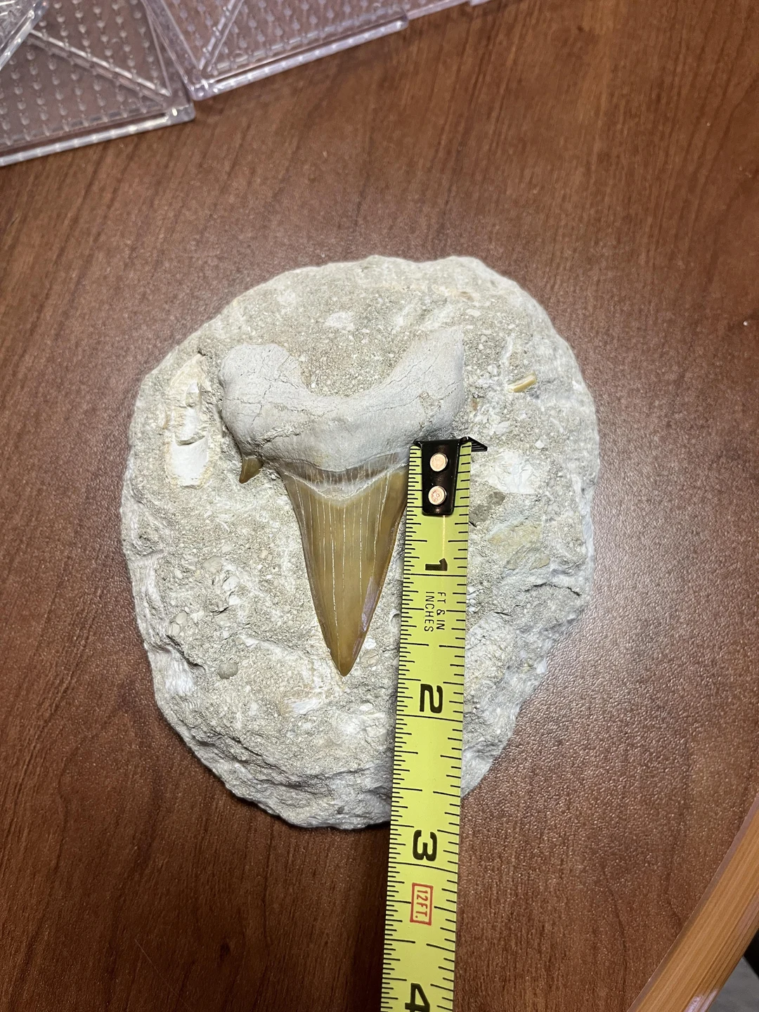 Shark tooth identification | Scrolller