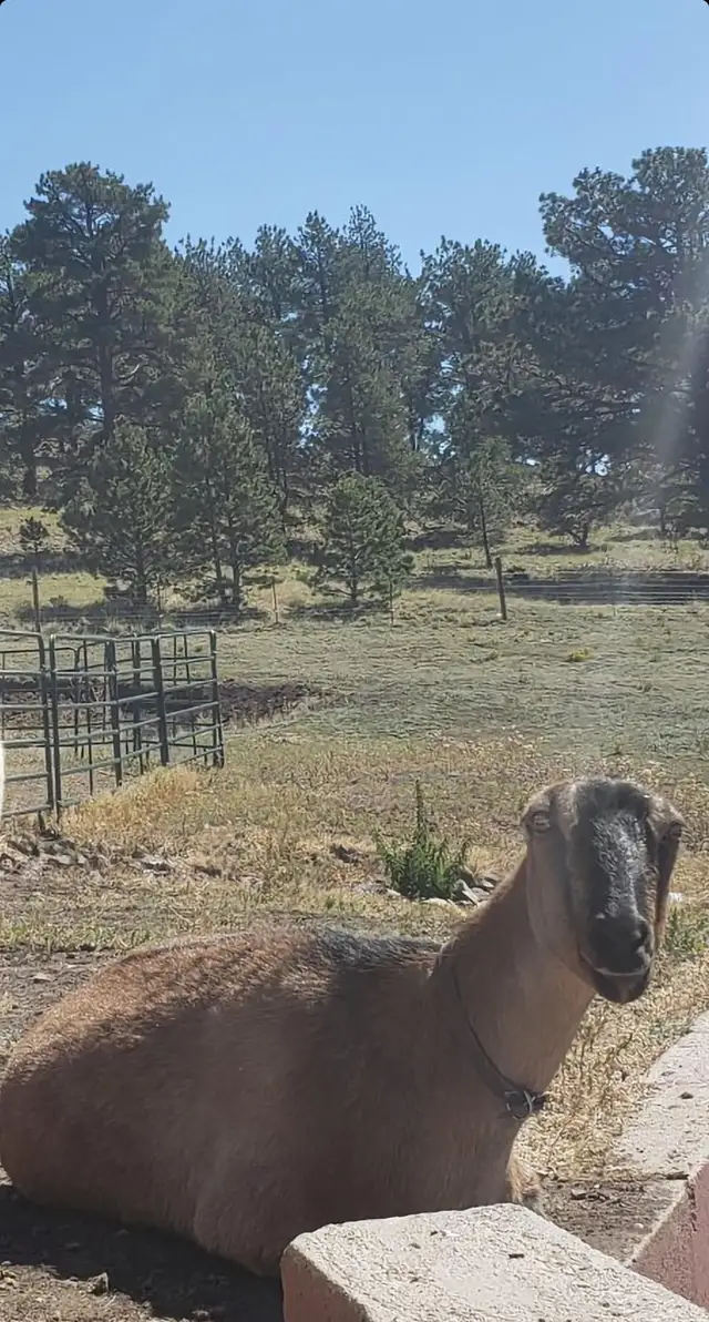 (oc) my Aunt breeds LaMancha goats. This is Helen. She cracks me up. | Scrolller