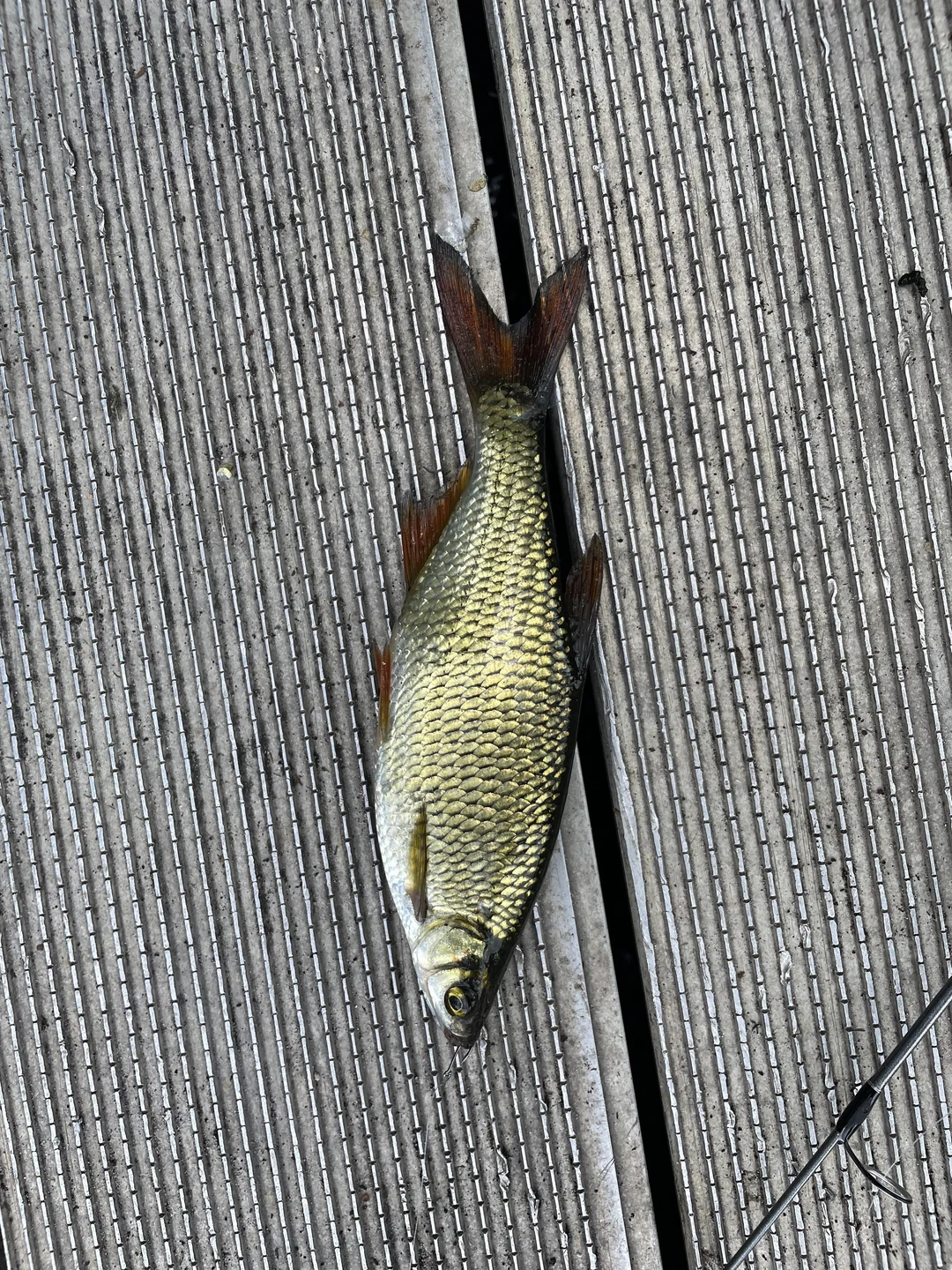 Caught on a ballzy from big bite baits | Scrolller