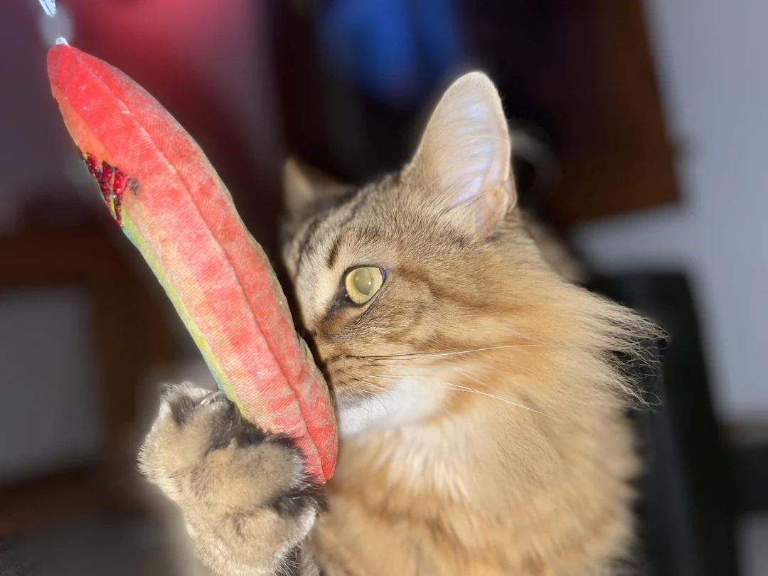 My guy Leaf pawing some catnip. | Scrolller