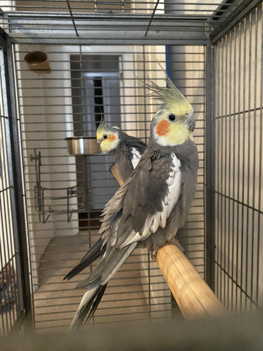 How do I socialize my birds? | Scrolller