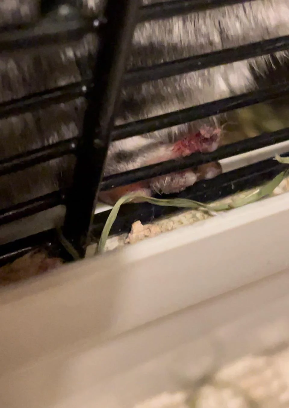 HELP, chinchilla toe bleeding | Scrolller
