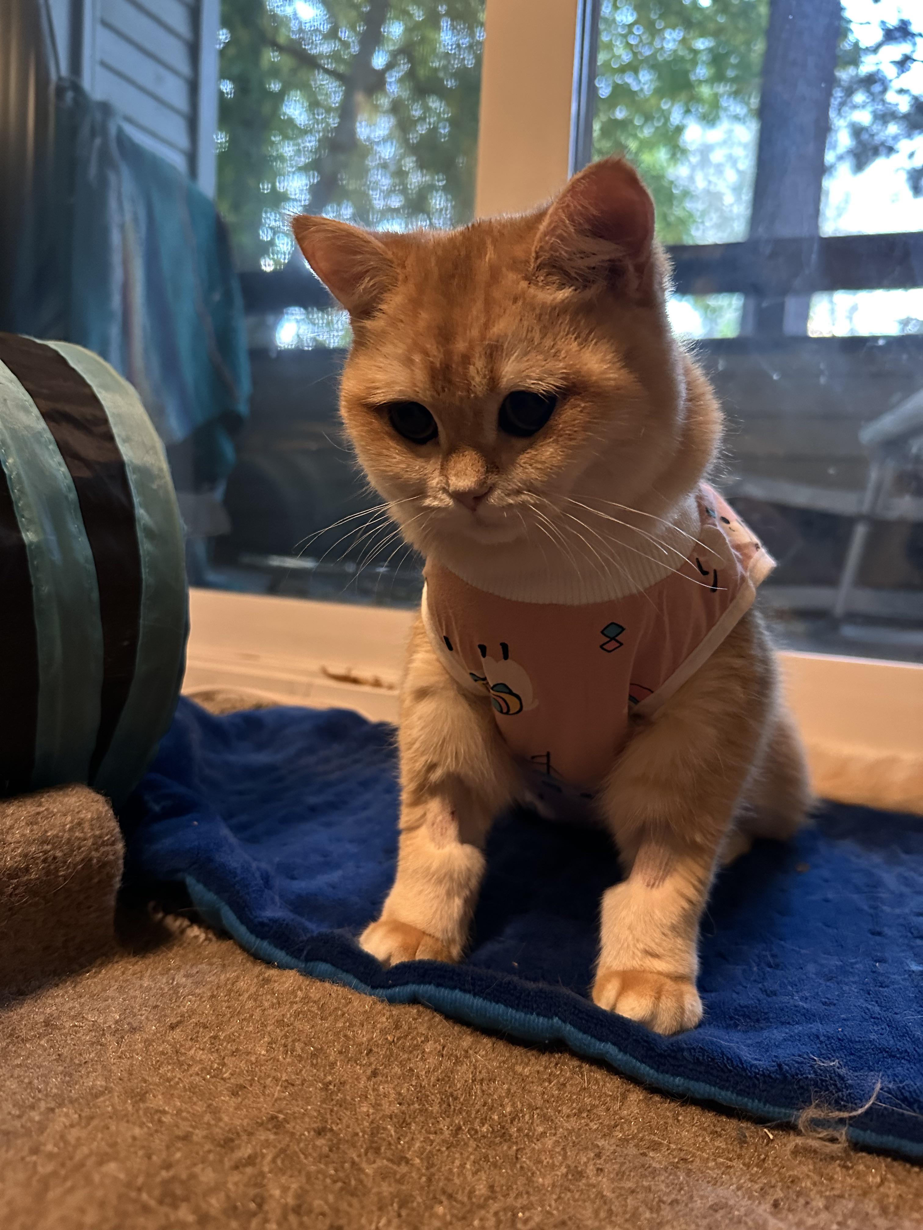 Our little Floof in the Making | Scrolller