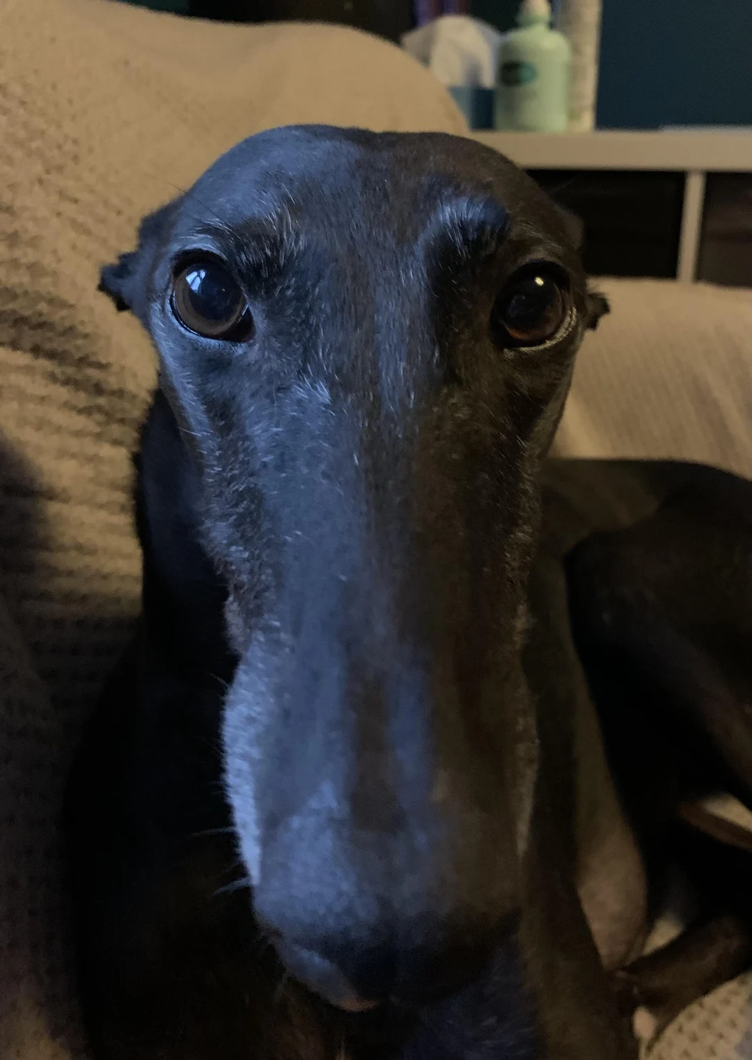 You will boops it | Scrolller