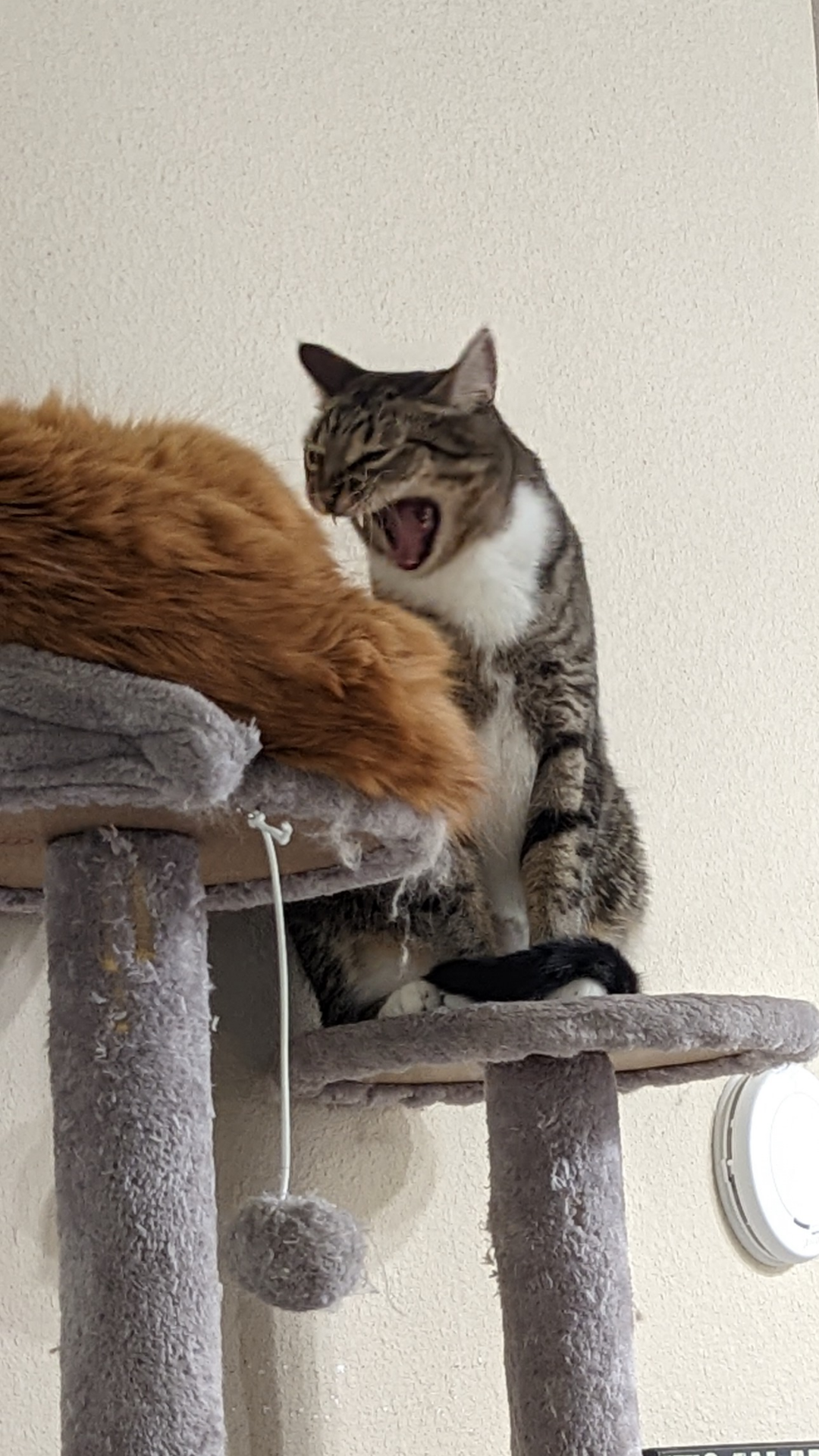 Caught her mid-yawn | Scrolller