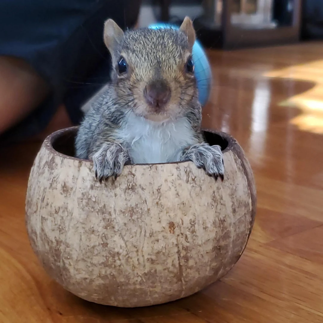 Clover ‚ | Scrolller