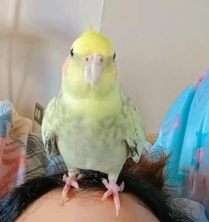 obsessed with how silly they look facing forward with their crests lowered | Scrolller