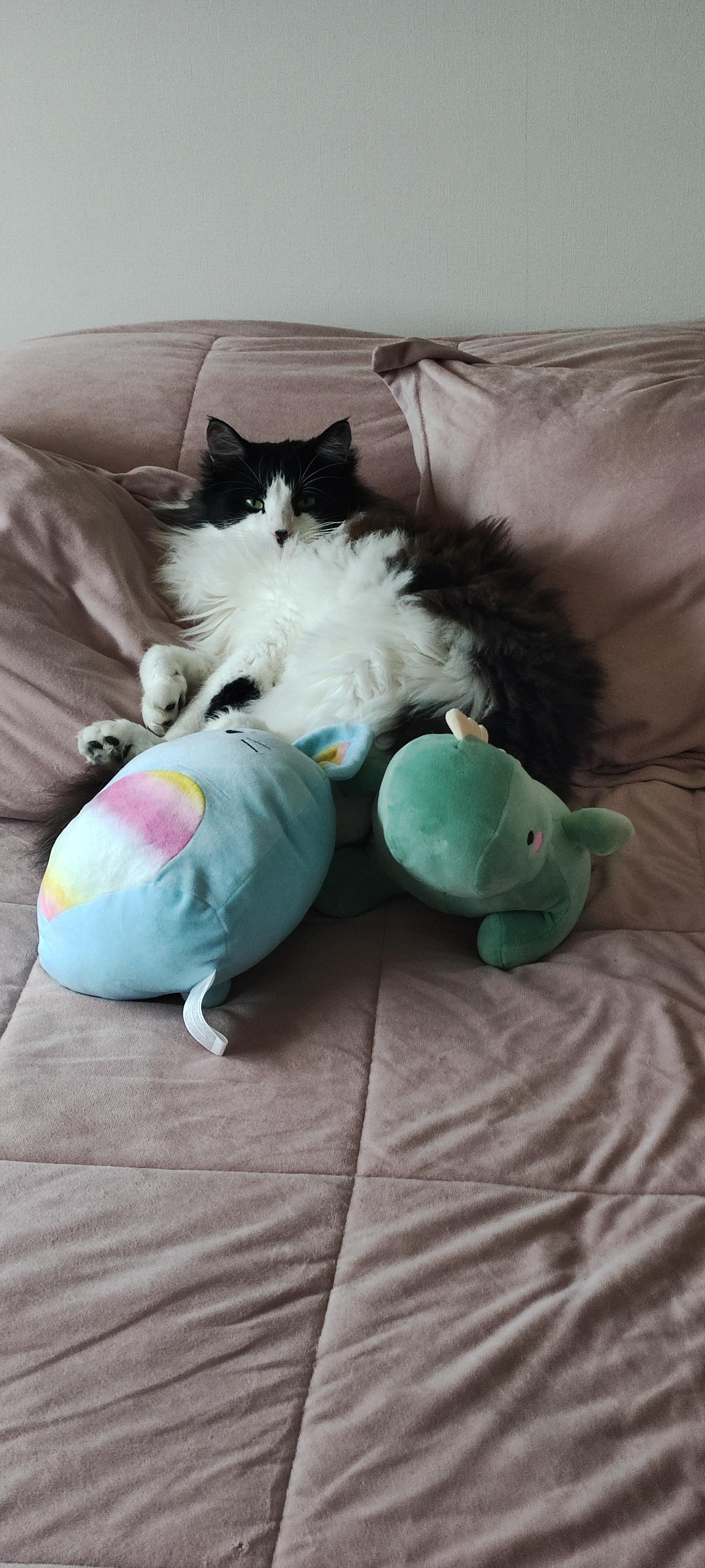 Spoiled cat 😸 | Scrolller