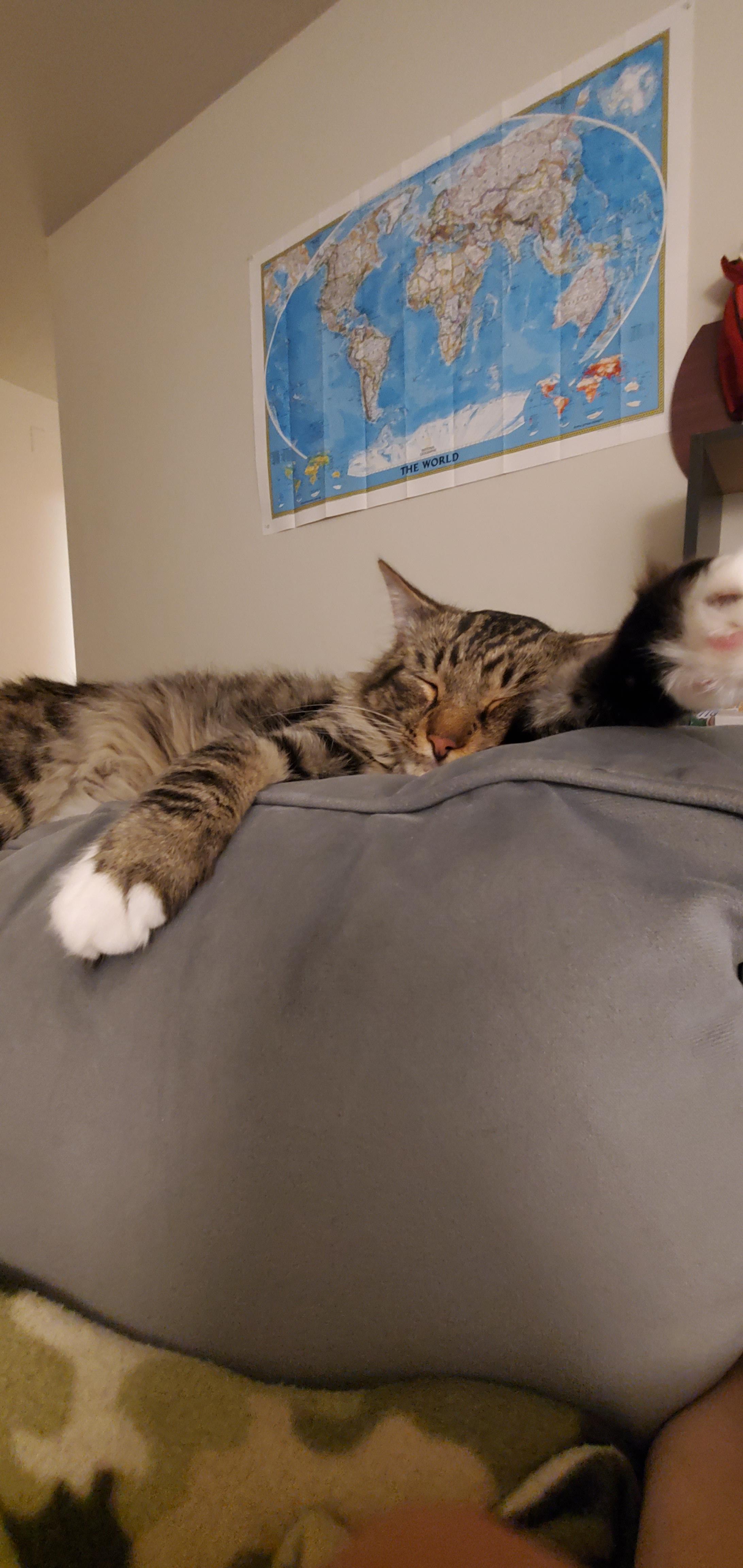 Lazy sleeper on a Sunday | Scrolller