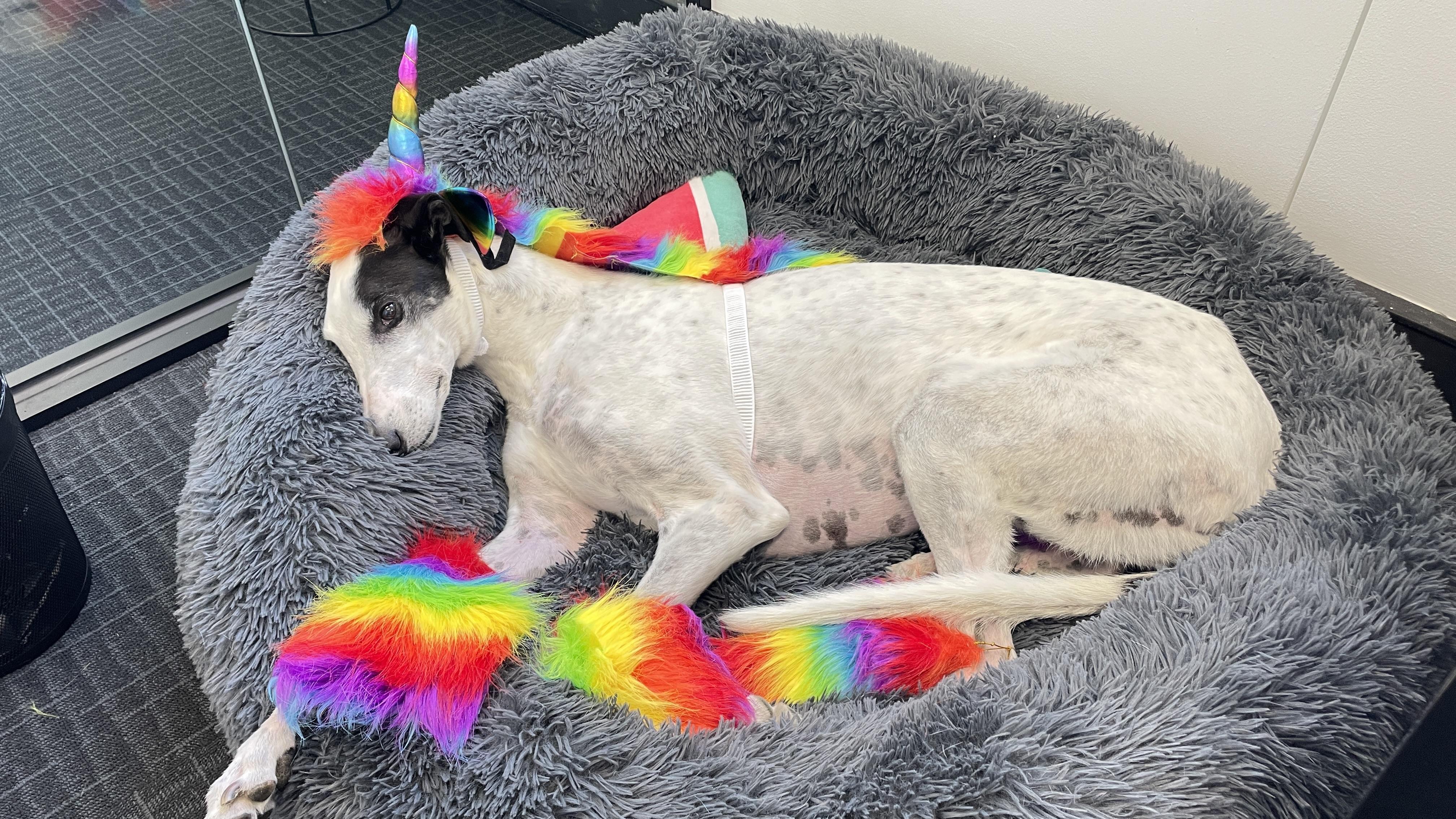 Lounging Unicorn! | Scrolller