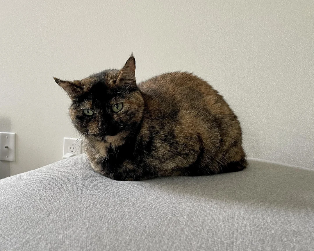 Willow Loaf | Scrolller