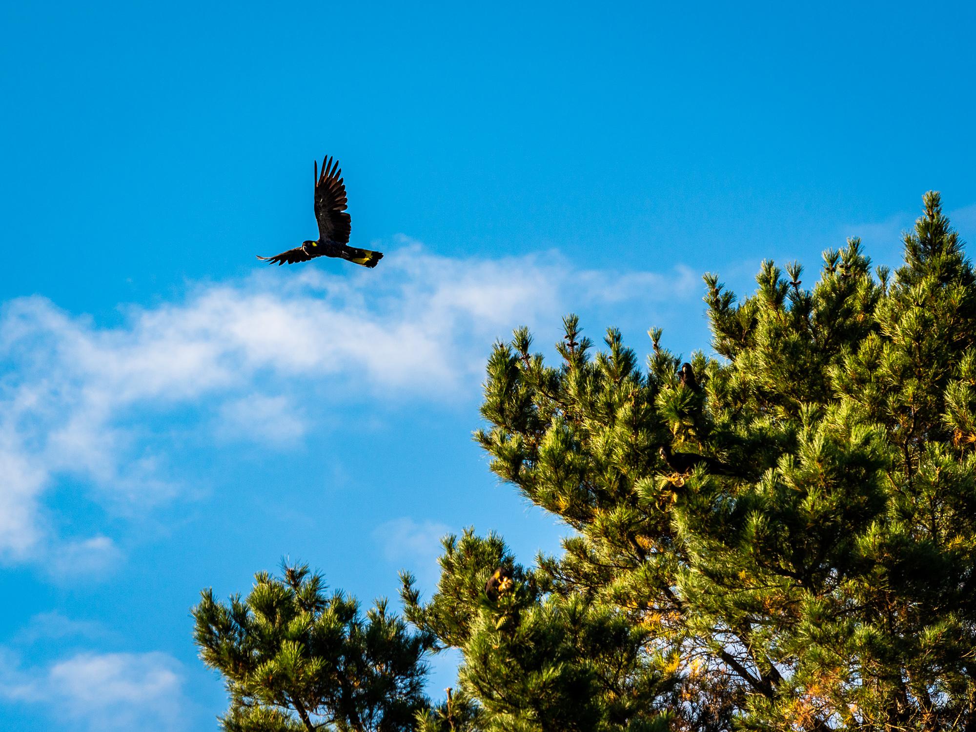 Yellow tailed Black Cockatoo taking off after having a feed | Scrolller