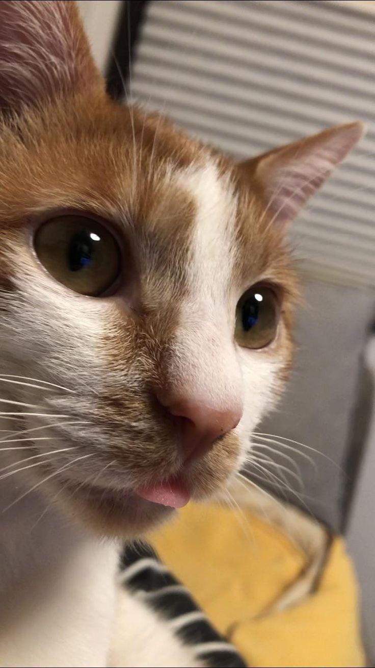 Blep pov | Scrolller