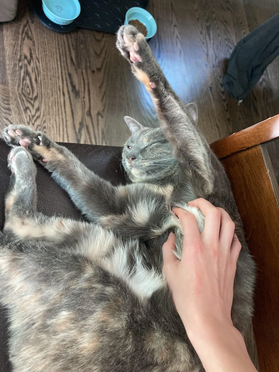 My weirdo enjoying some tummy rubs | Scrolller
