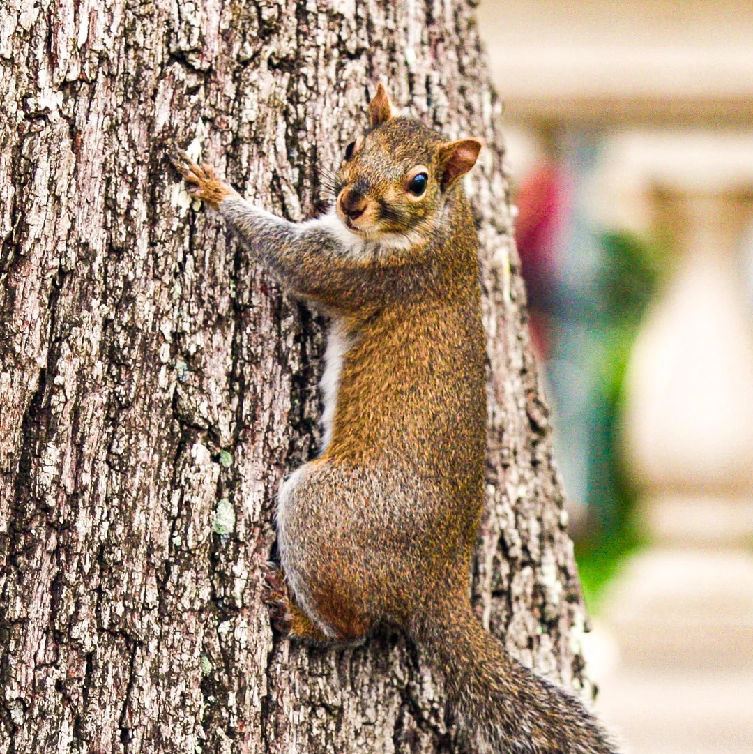 Tree Hugger 🌳🐿️ | Scrolller