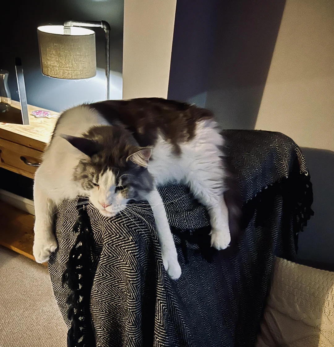 Sheldon is a cute little bastard | Scrolller