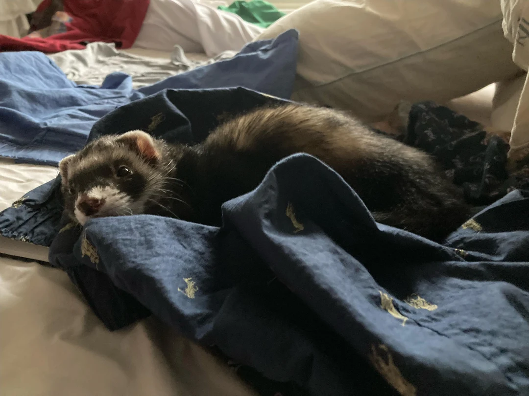 Casual ferret | Scrolller