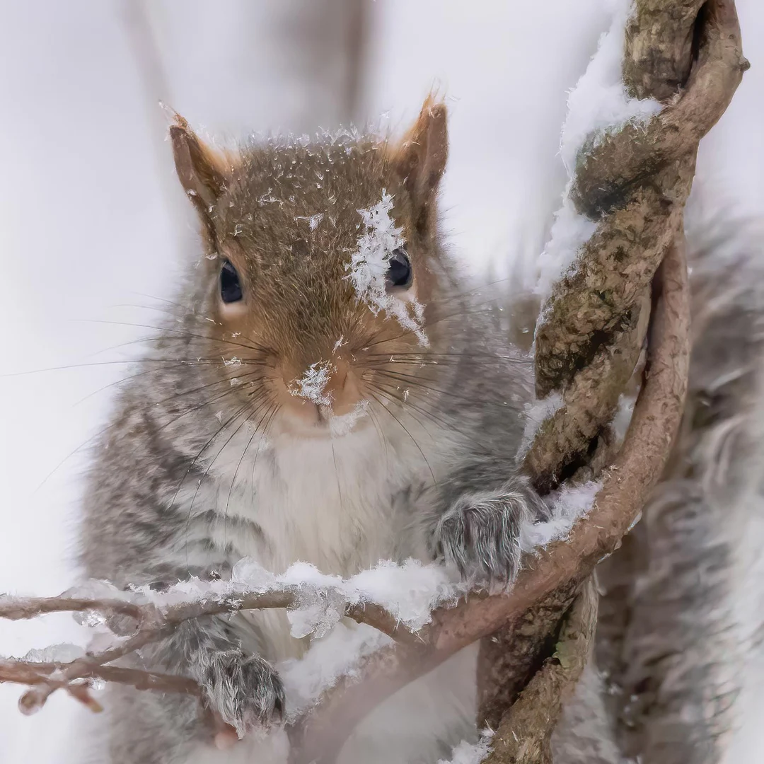 Winter Warpaint | Scrolller