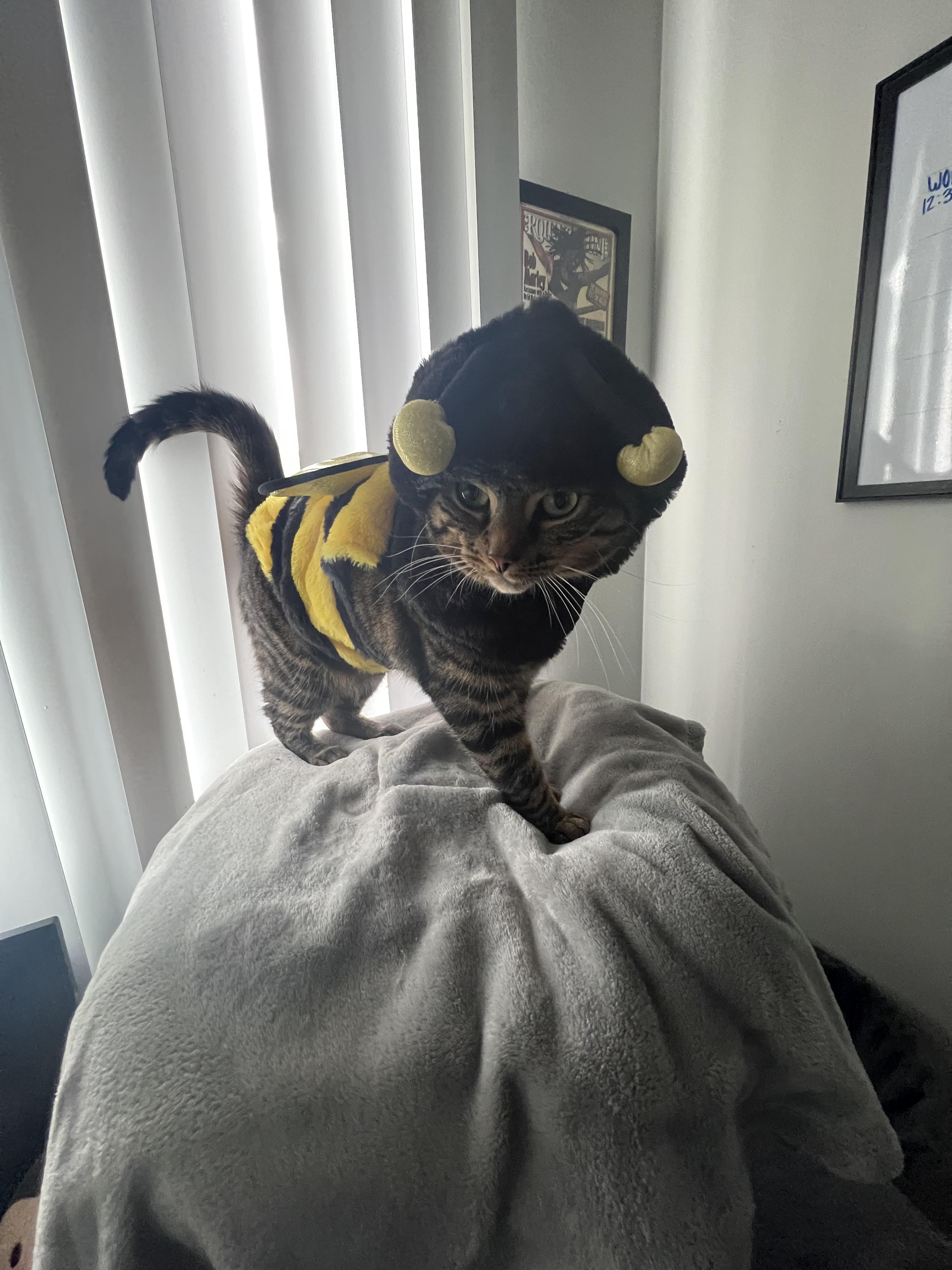 Oakley as a bee | Scrolller